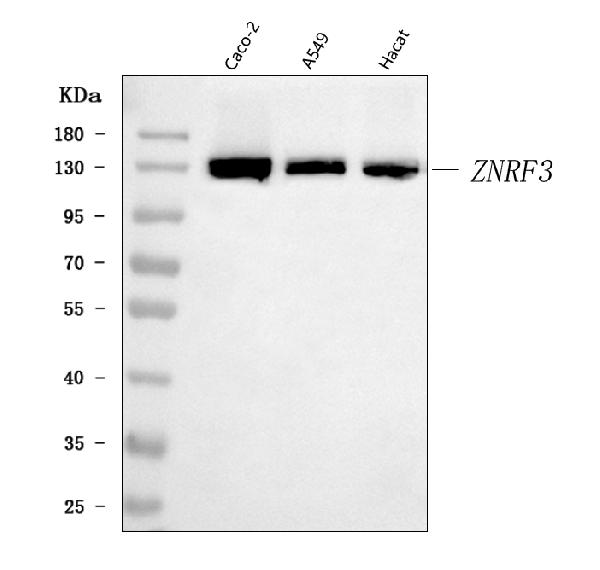 ZNRF3 Antibody