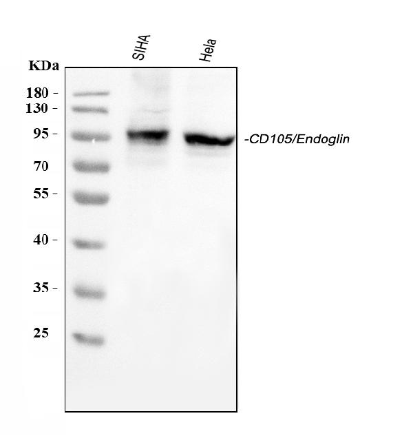 Anti-CD105/ENG Antibody Picoband | Bosterbio A02997-1
