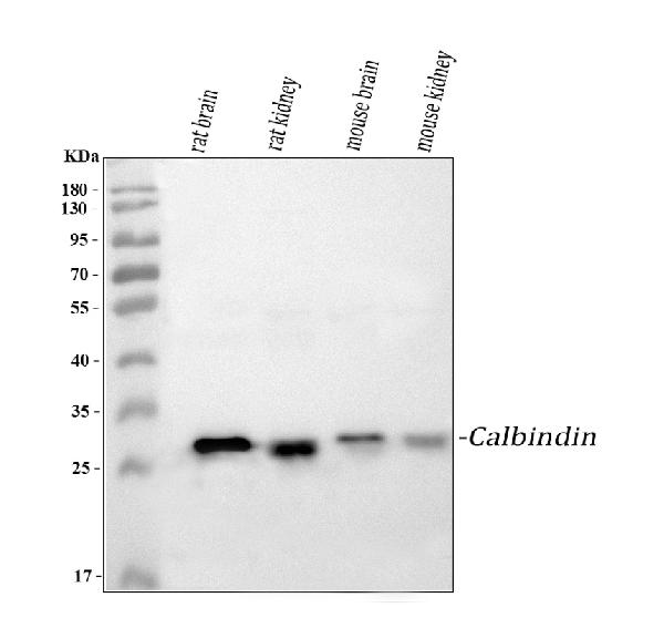 Calbindin/CALB1 Antibody A03047