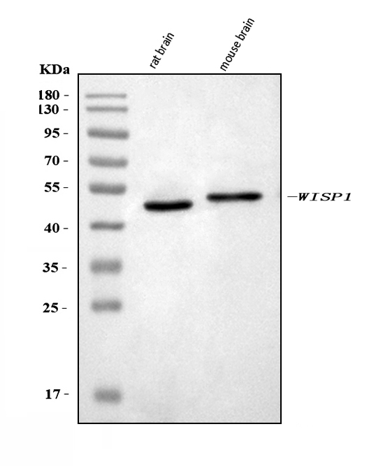 WISP-1/CCN4 Antibody