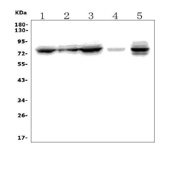 Anti-MTA2/PID Antibody Picoband™ | Bosterbio