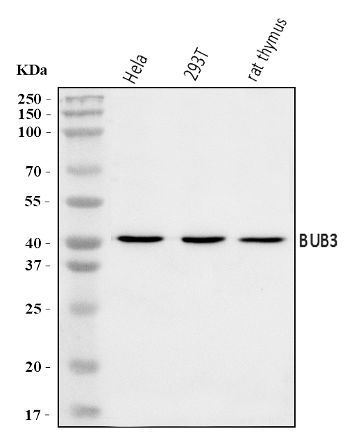 BUB3 Antibody