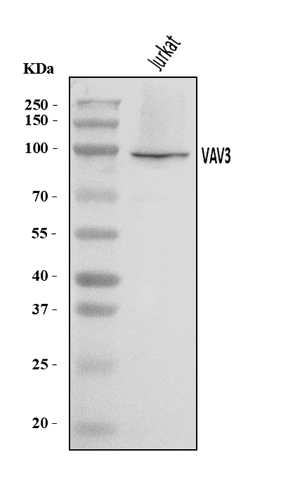 VAV3 Antibody
