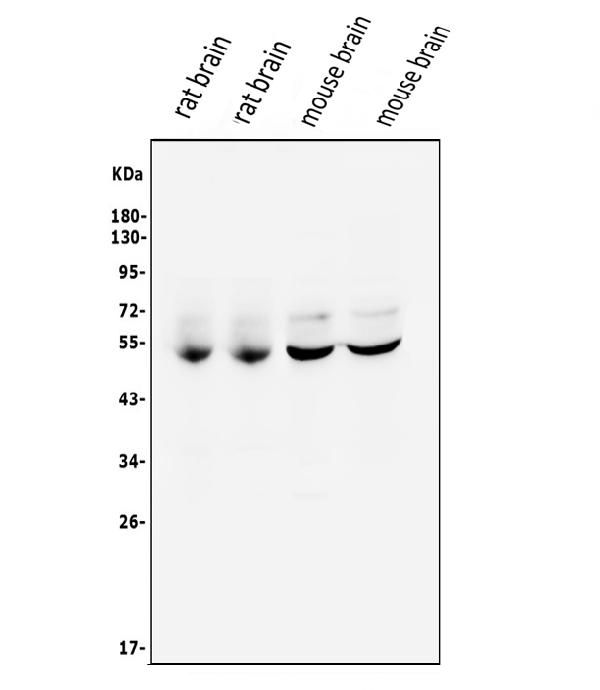 CaMKII alpha/CAMK2A Antibody A03241-2