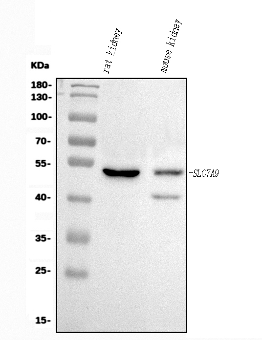 Anti-Slc7a9 Antibody Picoband™| Bosterbio