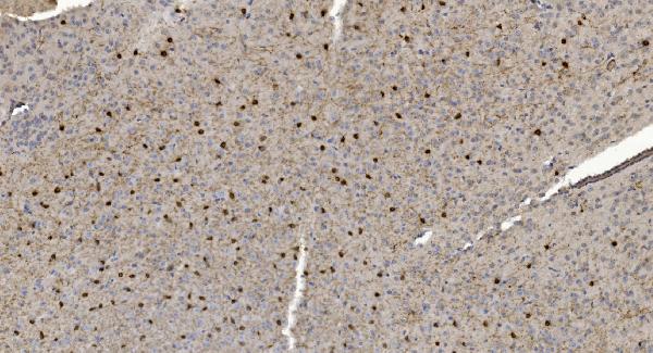 Alpha B Crystallin/CRYAB Antibody