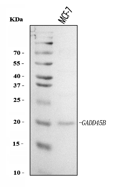 GADD45B Antibody