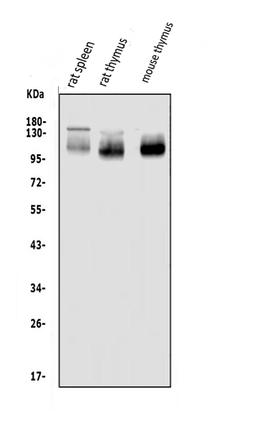 PSGL-1/Selplg Antibody A03674-3