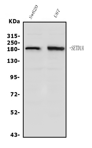 hSET1/SET1/SETD1A Antibody