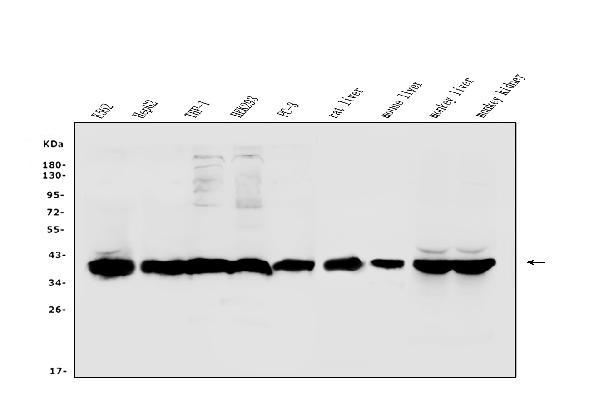 Aldolase/ALDOB Antibody