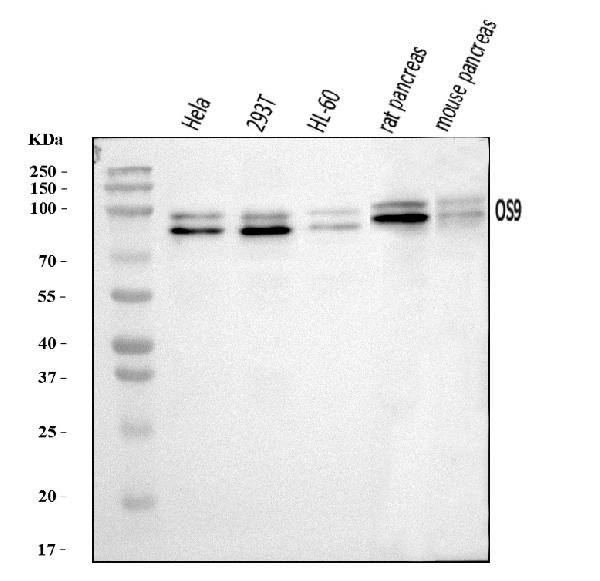 OS9 Antibody