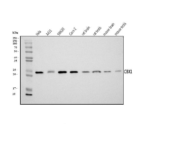 CBX1 Antibodies & ELISA Kits, CBX1 Proteins