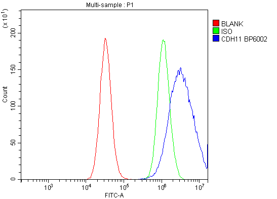 Anti-OB Cadherin/CDH11 Antibody Picoband™| Bosterbio