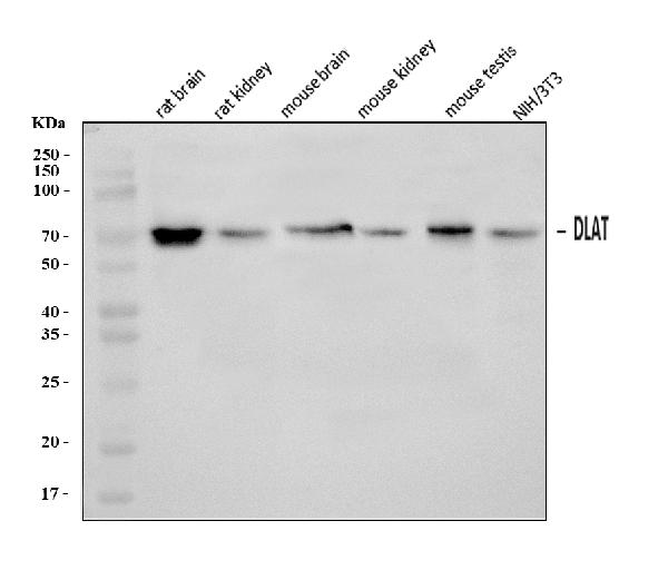 Anti-DLAT Antibody Picoband™| Bosterbio