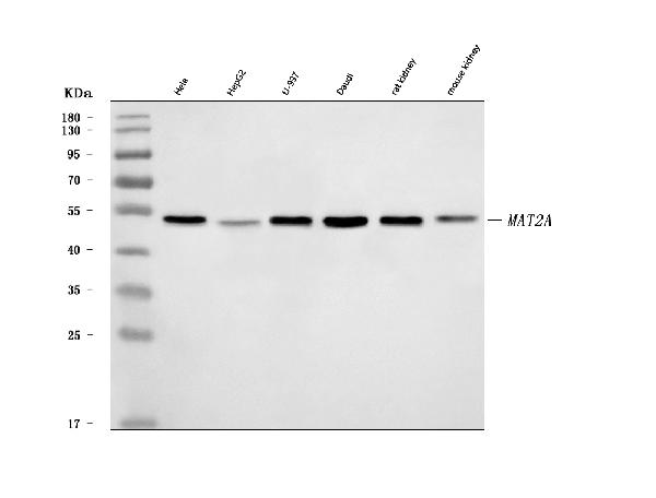 MAT2A Antibody
