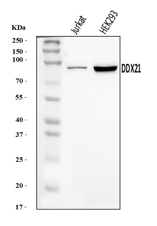 DDX21 Antibody