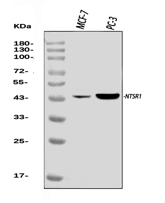 Neurotensin Receptor 1/NTSR1 Antibody