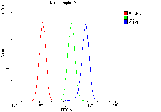 Anti-Agrin/AGRN Antibody Picoband™ | Bosterbio