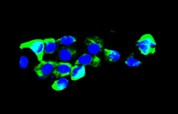 Anti-Agrin/AGRN Antibody Picoband™ | Bosterbio