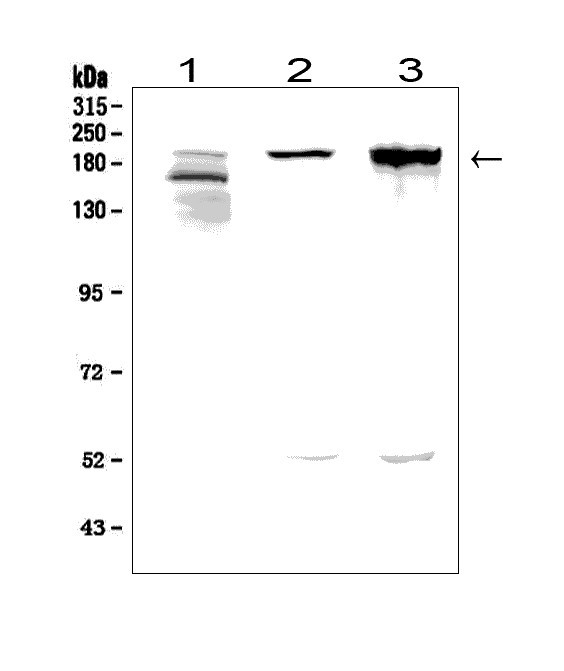 Anti-Agrin/AGRN Antibody Picoband™ | Bosterbio