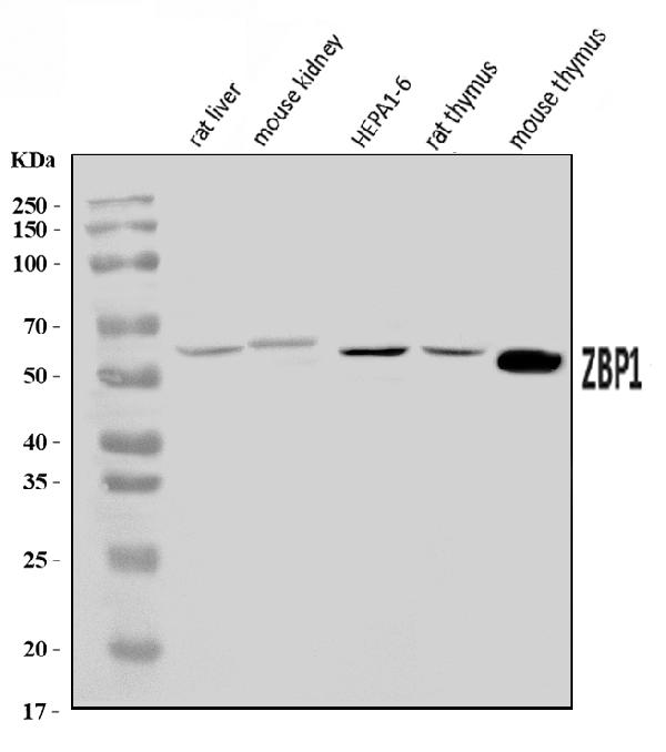 Anti-DAI/Zbp1 Antibody Picoband™| Bosterbio