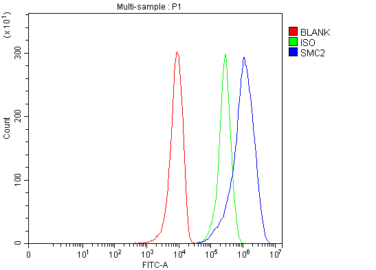 SMC2 Antibody