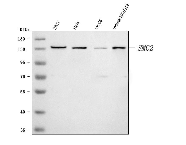 SMC2 Antibody