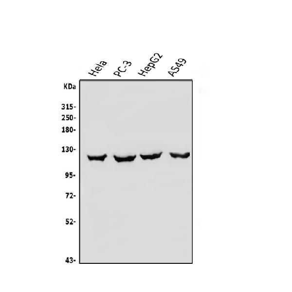 Anti-OAS3 Antibody Picoband™ | Bosterbio