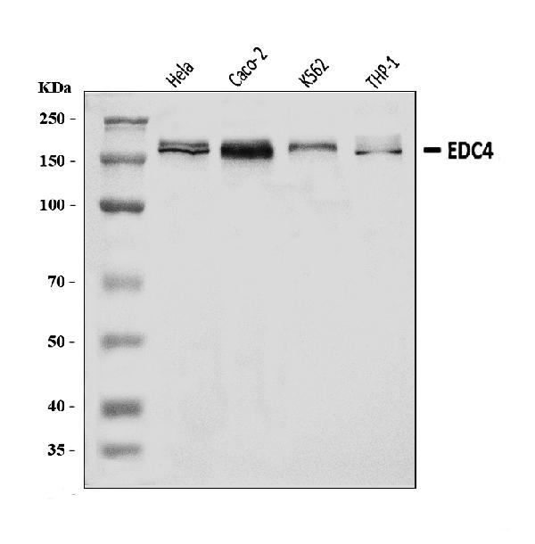 Anti-EDC4 Antibody Picoband™| Bosterbio