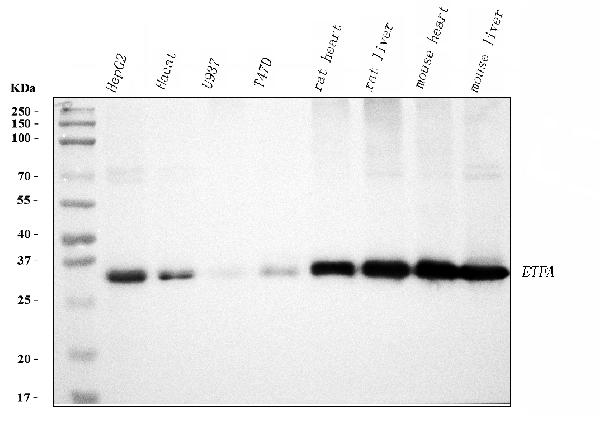 ETFA Antibody