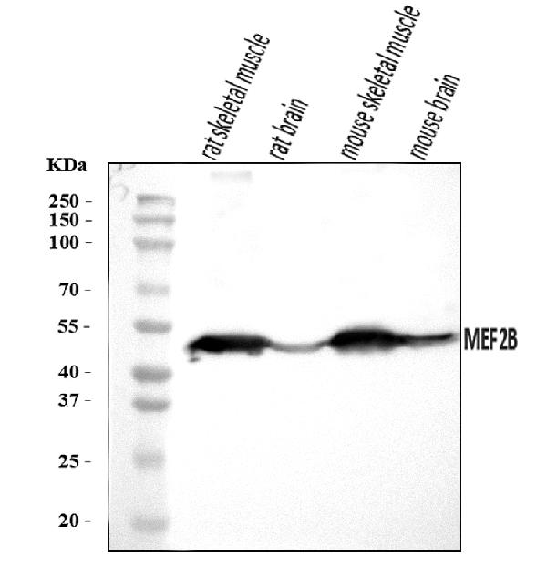 MEF2B Antibody