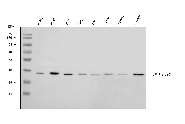 HSD17B7 Antibody