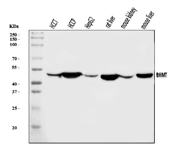 BHMT Antibody