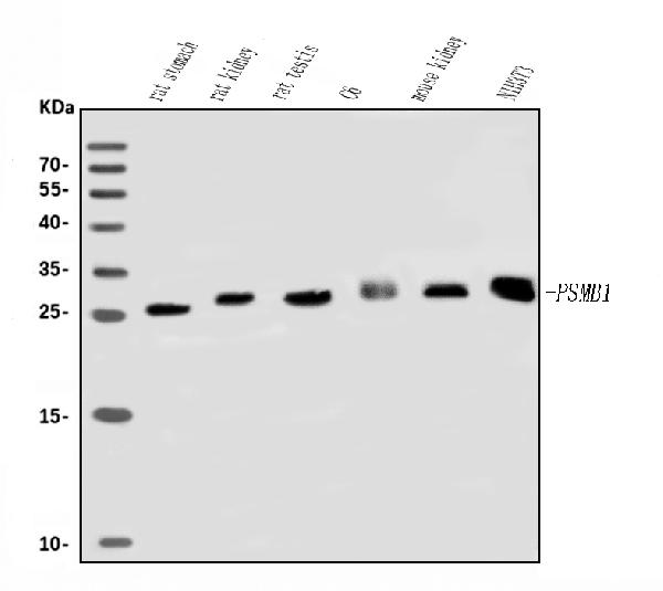 Proteasome subunit beta type-1 PSMB1 Antibody