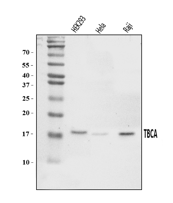 CFA/TBCA Antibody