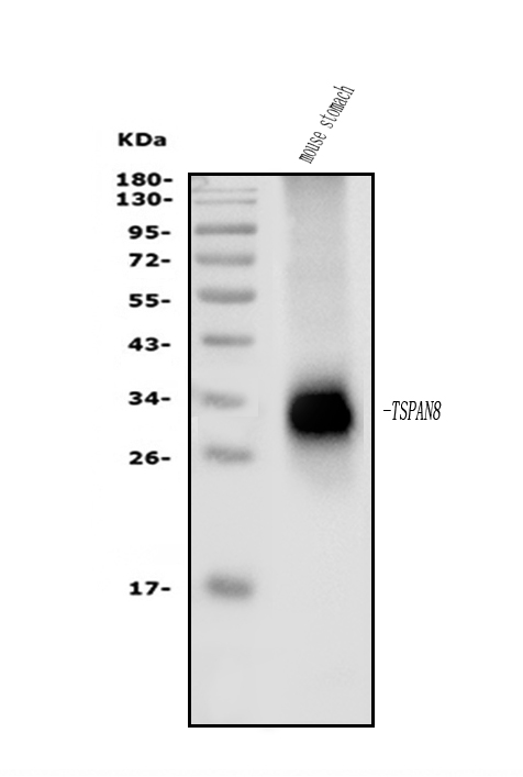 Anti-Tetraspanin-8 (S129) TSPAN8 Antibody