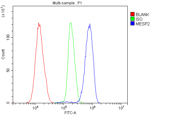 Anti-Mesp2 Antibody Picoband™| Bosterbio