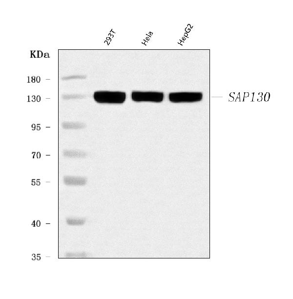 SAP130 Antibody