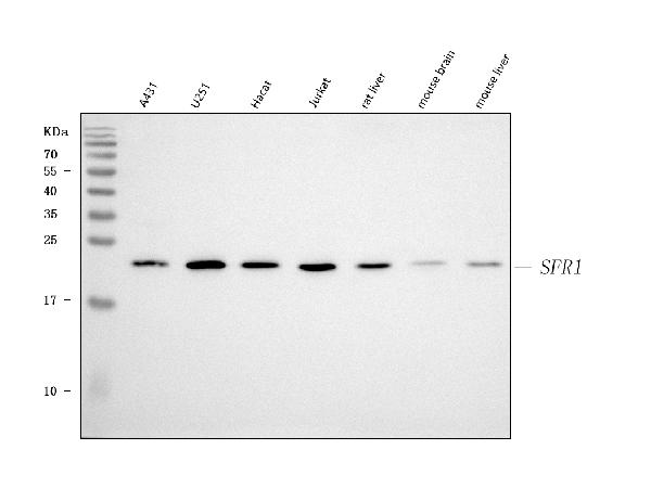SFR1 Antibody