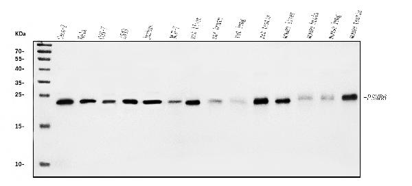 Proteasome subunit beta type-6 PSMB6 Antibody