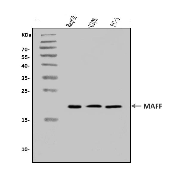 Anti-MAFF Antibody Picoband™| Bosterbio