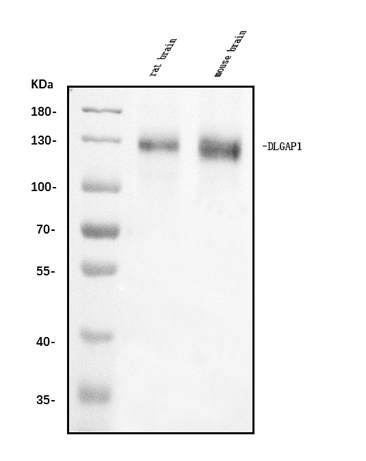 Anti-DLGAP1 Antibody Picoband™| Bosterbio