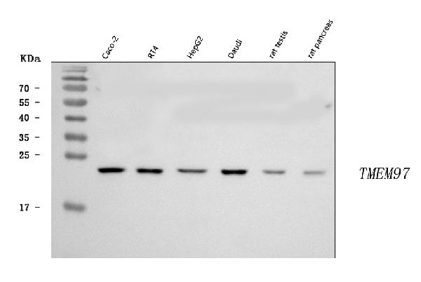 TMEM97 Antibody