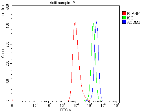 SAH/ACSM3 Antibody