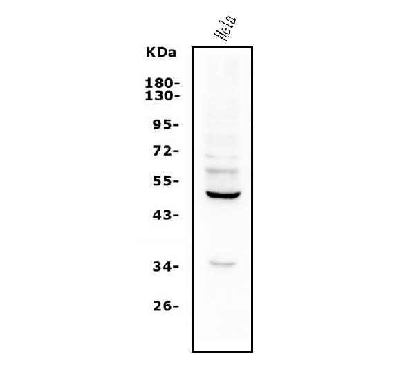 Anti-ETF/TEAD2 Antibody Picoband™| Bosterbio