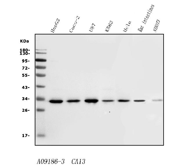 Carbonic Anhydrase 13/CA13 Antibody