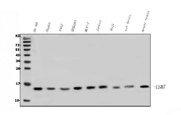 Anti-LSM7 Antibody Picoband™| Bosterbio