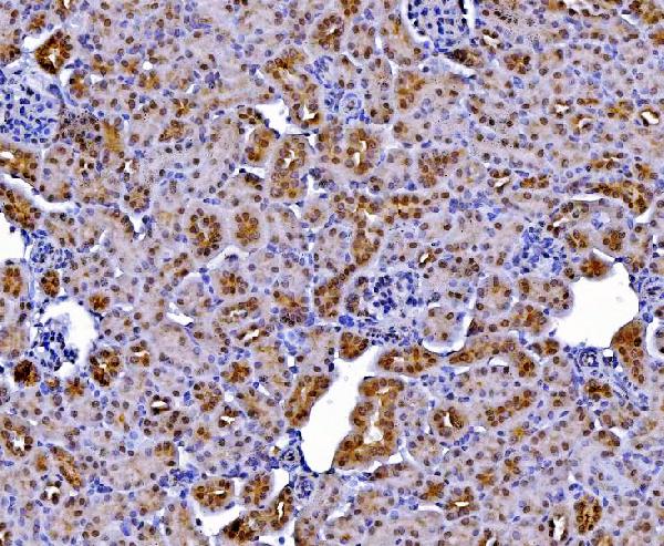 Batf2 Antibody