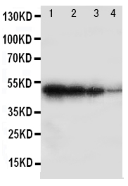Anti-BMPR1B Antibody PA2017