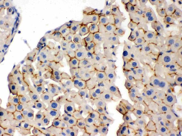 Anti-OPA1 Antibody Picoband™ | Bosterbio